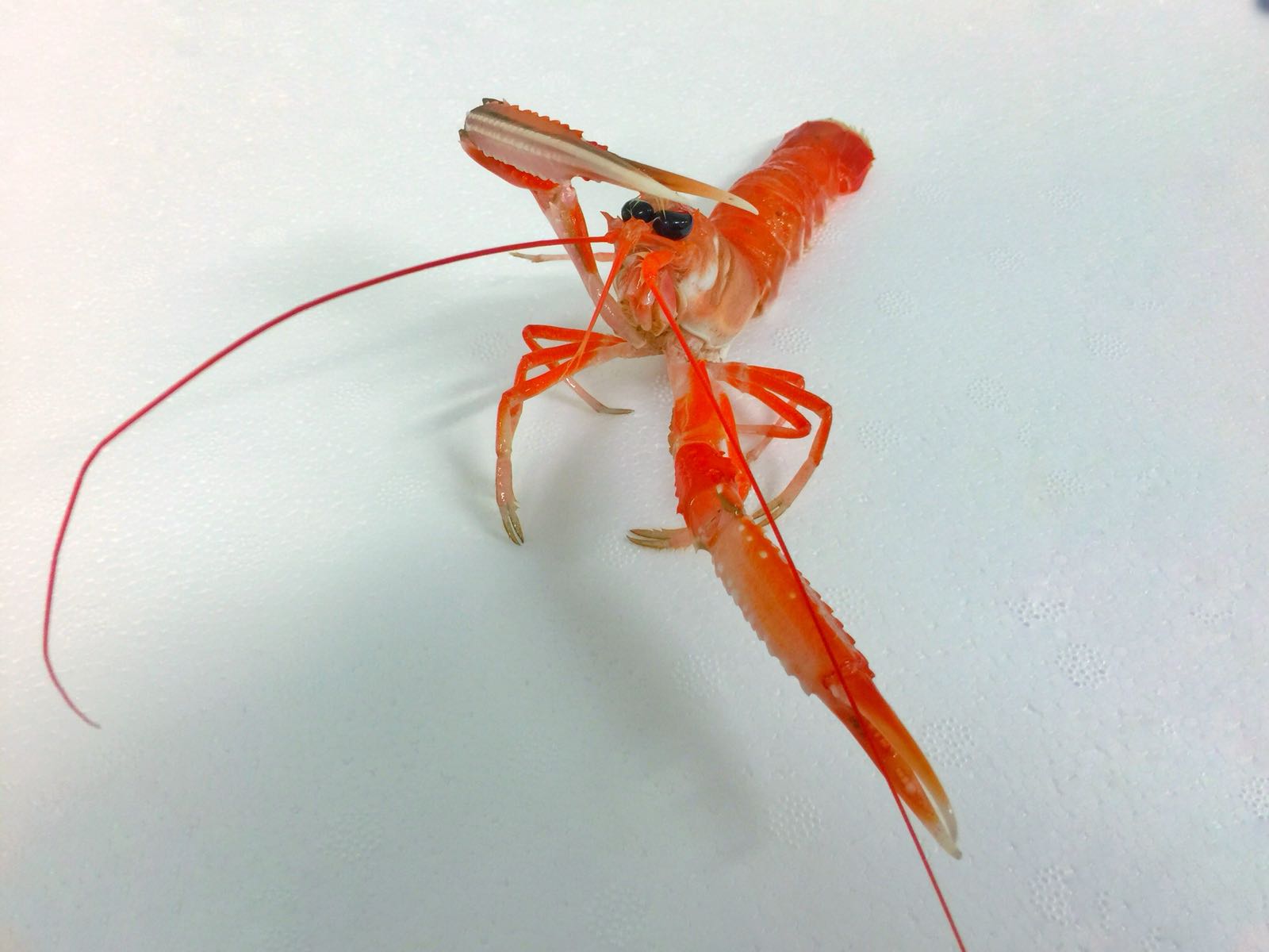 Live Langoustines - Keltic Seafare