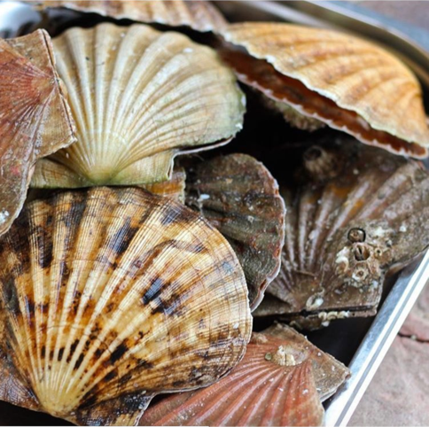 Scallops by the piece, Hand dived, Out of shell - Keltic Seafare